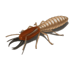 Home - Valley Wide Pest Control