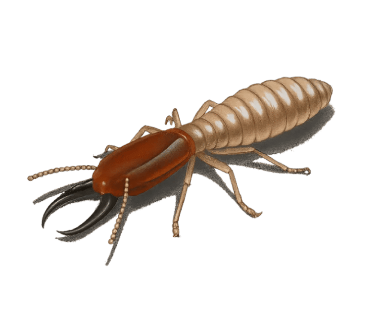 Pest Control Fresno - 24/7 Service - Free Inspection
