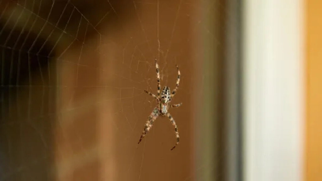 Spiders Invading Home? Here’s Why and How to Keep Them Out